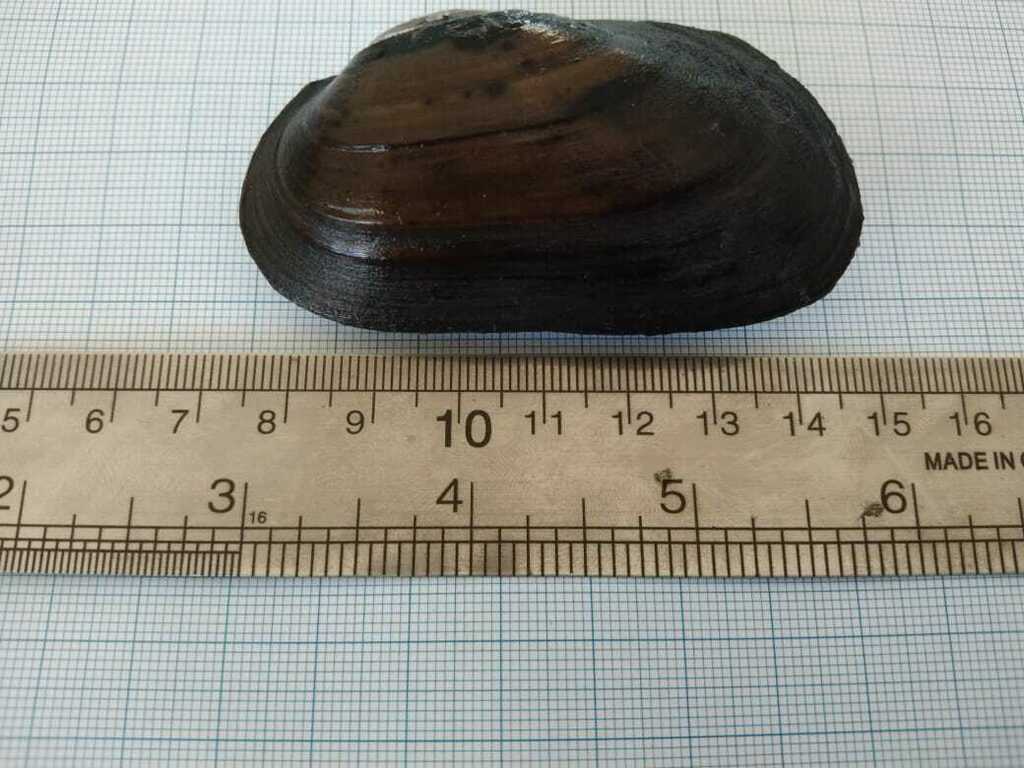 River Mussels by aprianto1985 · iNaturalist