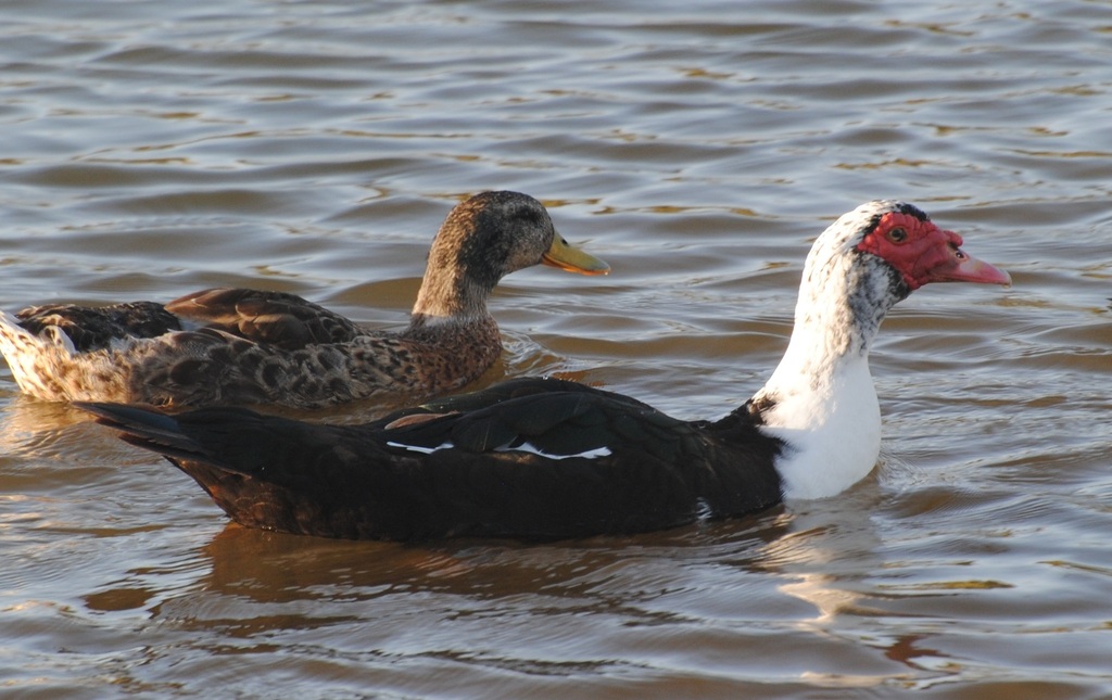 Domestic Muscovy Duck from Pico, Portogallo on August 14, 2013 at 08:55 ...