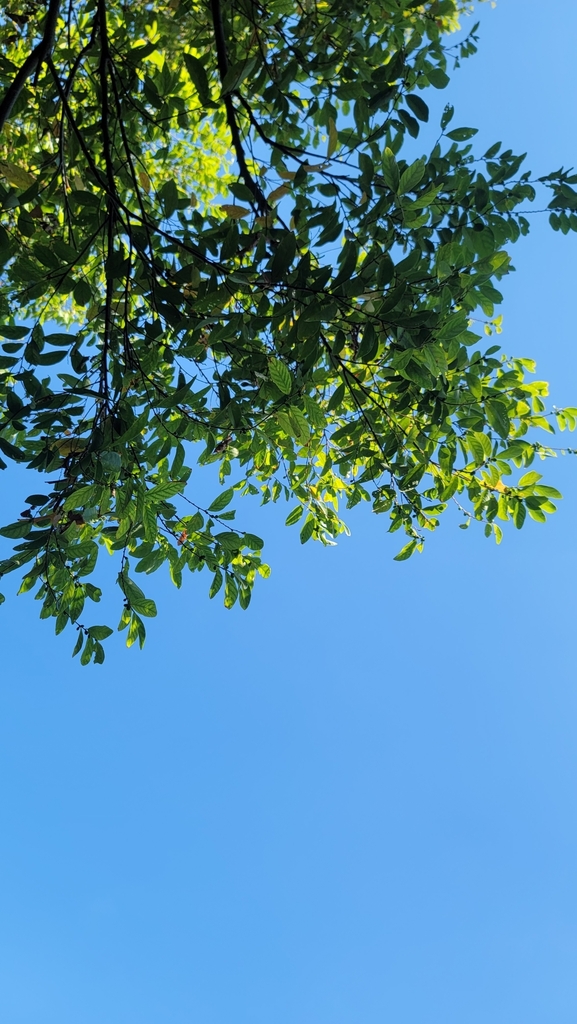 Pop-gun Seed from Kaohsiung, TW-KH, TW on November 23, 2023 at 10:47 AM ...