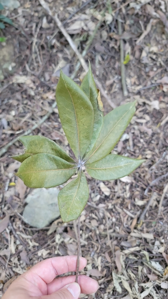 Java Olive from Kaohsiung, TW-KH, TW on November 23, 2023 at 02:11 PM ...