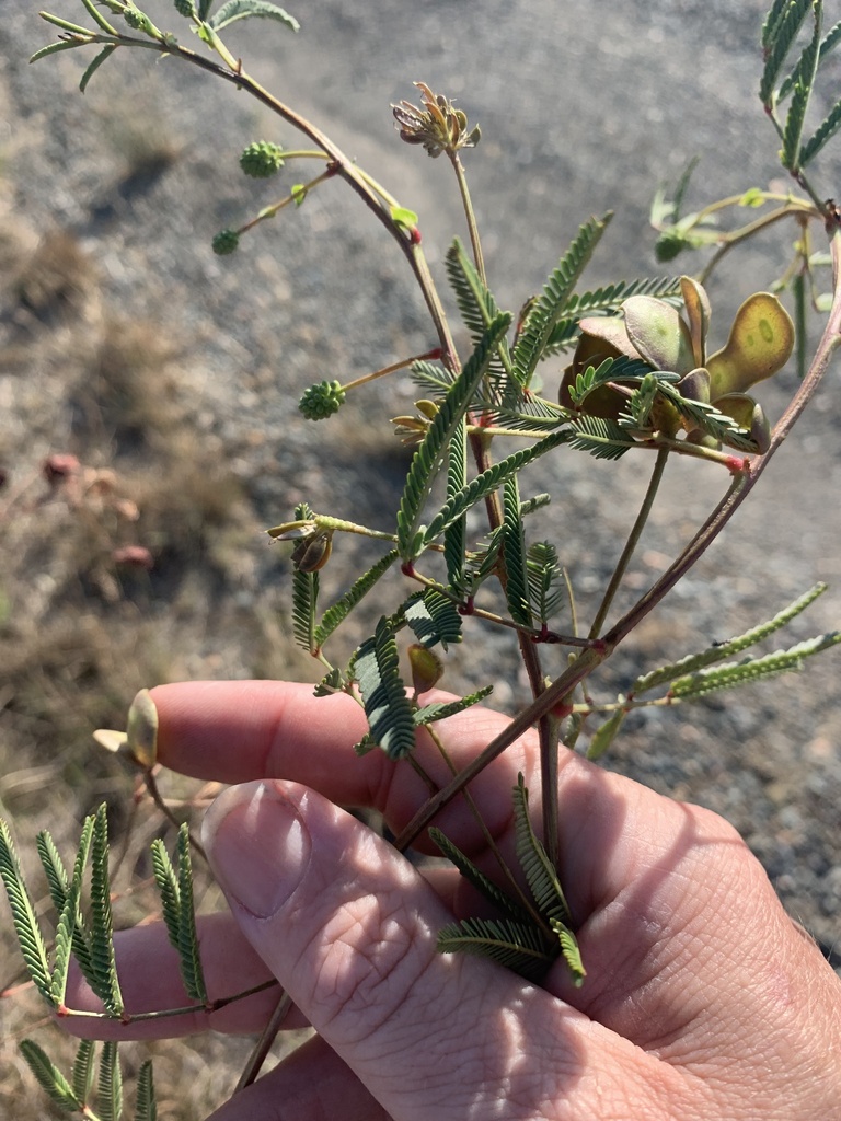 sensitive and partridge peas from Bajool Port Alma Rd, Port Alma, QLD ...
