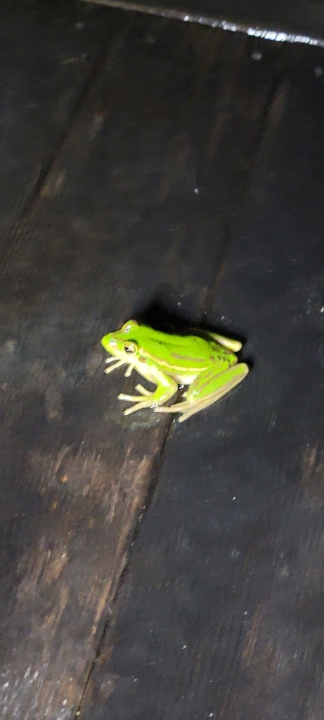 Green-and-Golden Bell Frog from Ngunguru 0173, New Zealand on 19 July ...