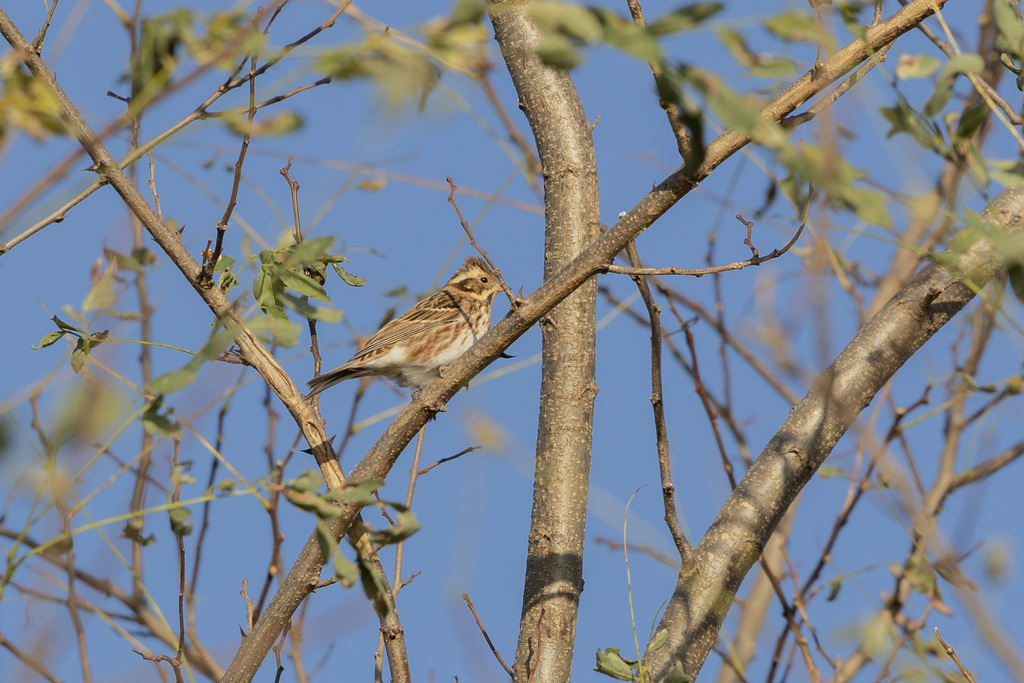 Rustic Bunting in November 2023 by budak · iNaturalist