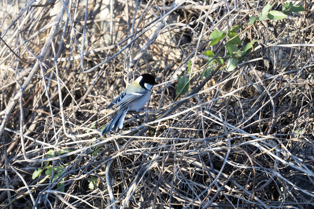 Japanese Tit From Yeocha Ri Hwado Myeon Ganghwa Gun Incheon South Korea On November 7 2023