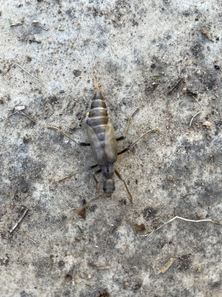 Winged and Once-winged Insects on November 23, 2023 at 01:02 PM by cbbz ...