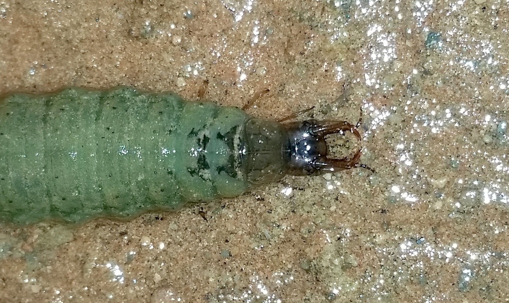 Hydrophilinae from Pixley ka Seme, ZA-NC, ZA on February 15, 2022 at 07 ...