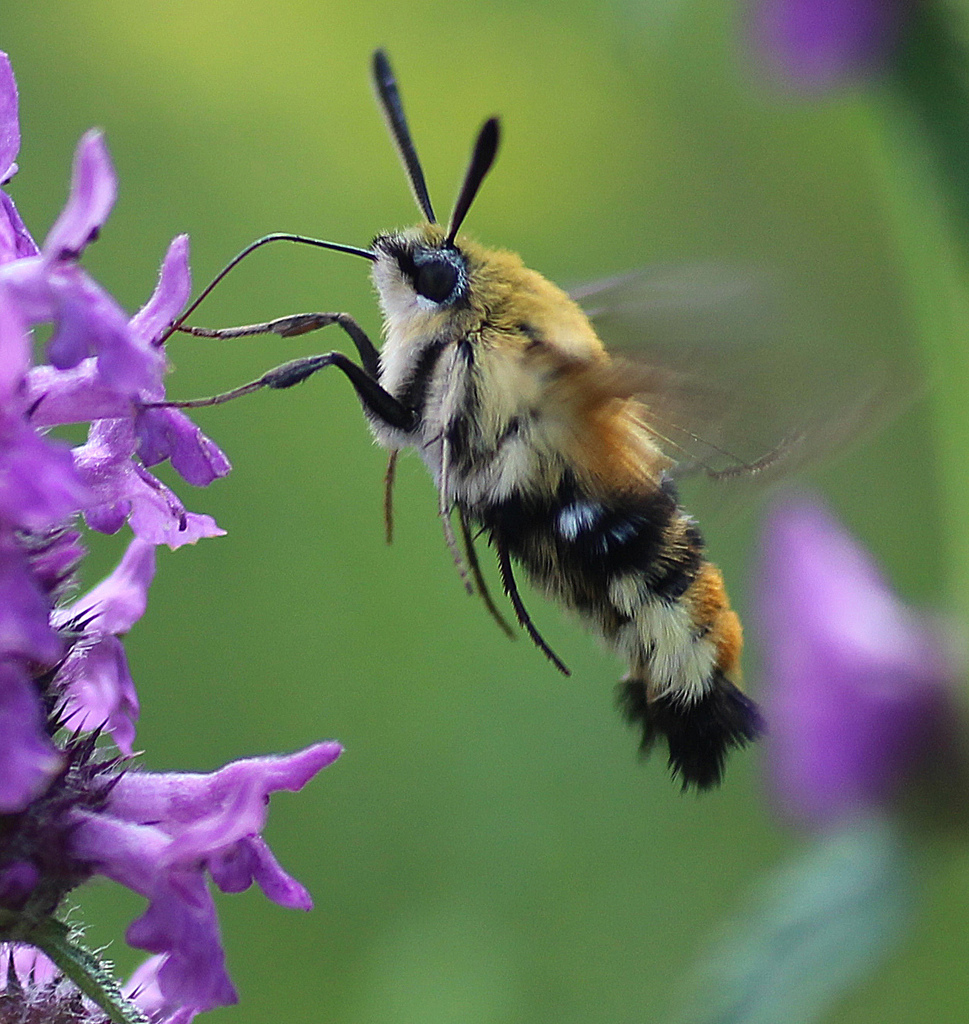 Narrow-bordered Bee Hawkmoth from 900 21 Svätý Jur, Slovensko on July 3 ...