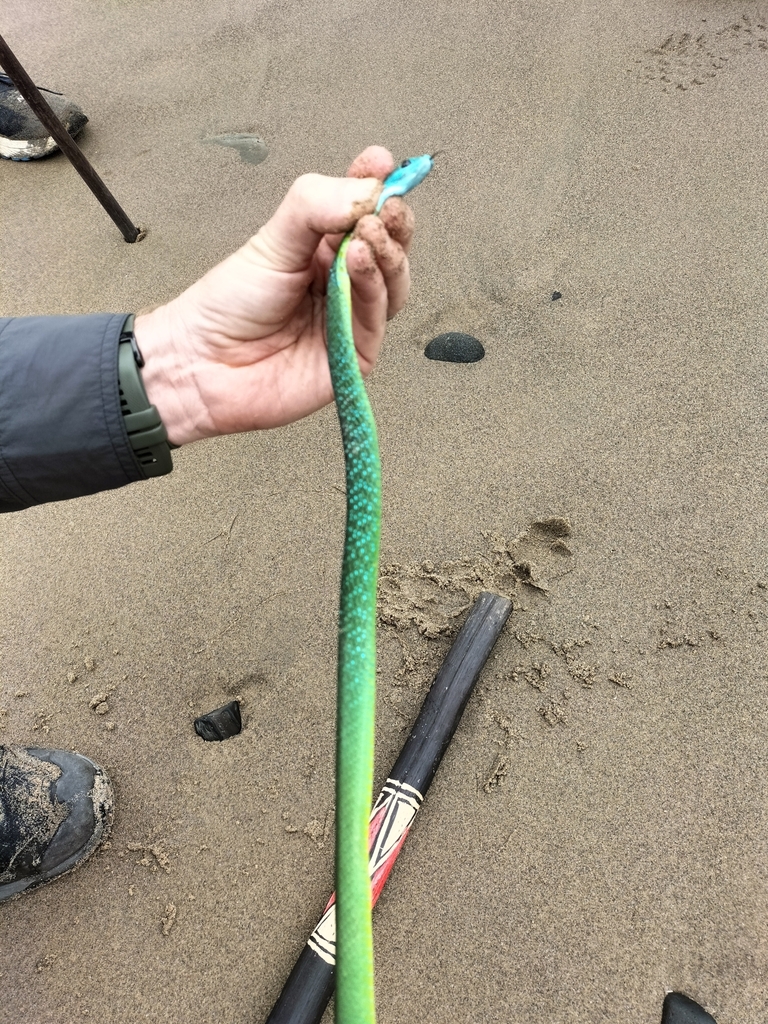 Spotted Bush Snake from Ngquza Hill Local Municipality, South Africa on ...