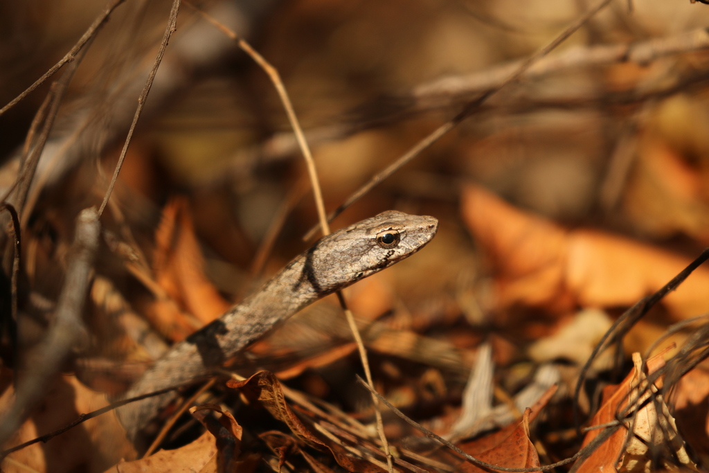 Pencil Snake from Toliara II, Madagaskar on November 23, 2023 at 03:54 ...
