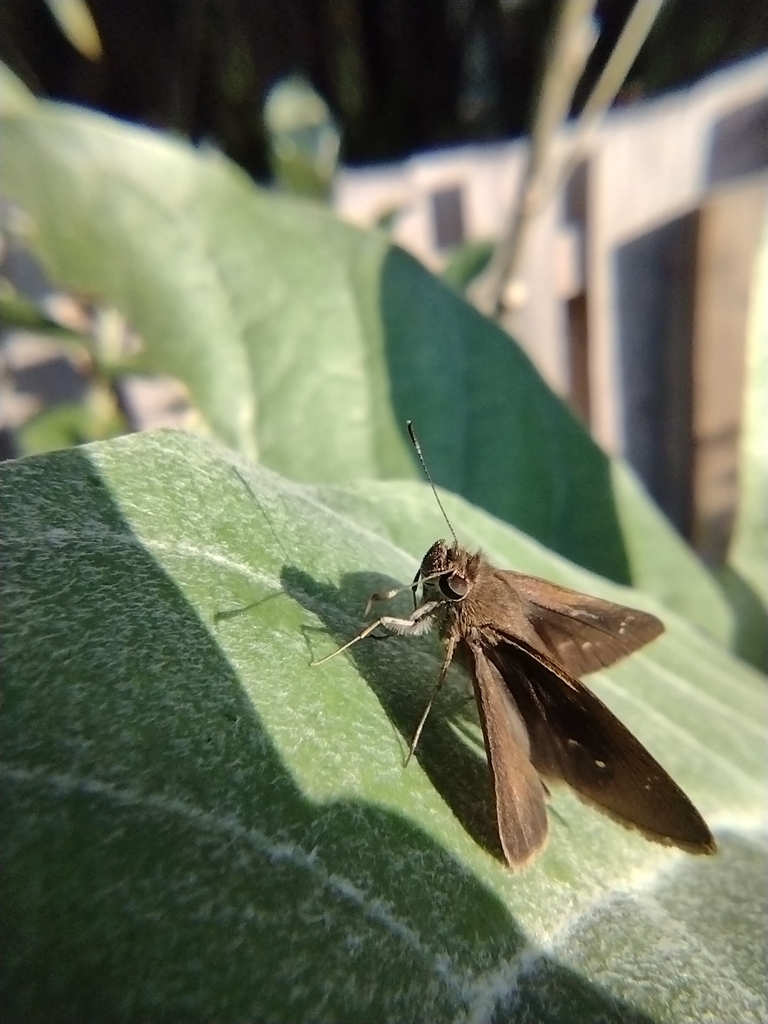 Three-spotted Skipper in November 2023 by vladimirr99 · iNaturalist