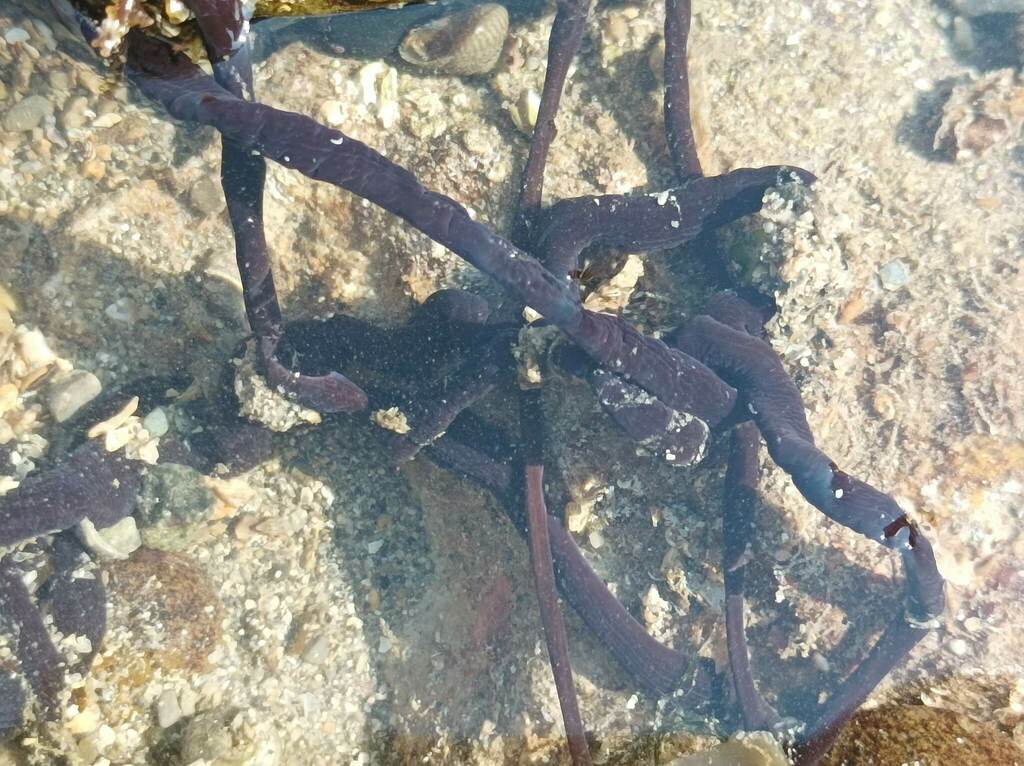 Bootlace Worm from Listellick North, Co. Kerry, Ireland on 23 August ...