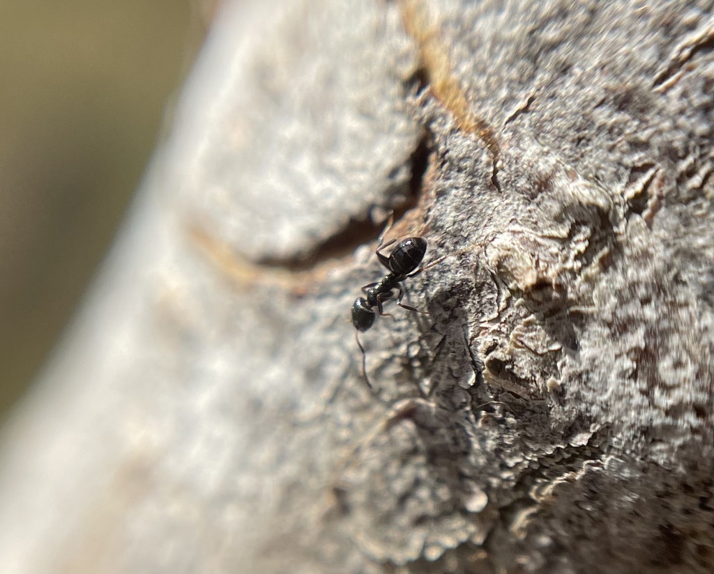 Copper-bellied Ant in November 2023 by tofuinsect · iNaturalist