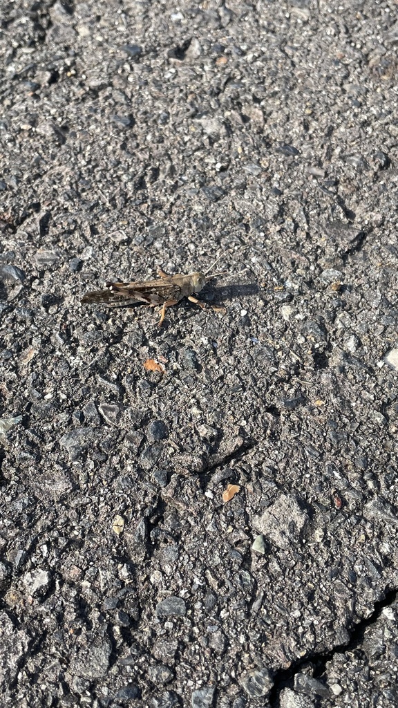 Migratory Locust in November 2023 by eggseries · iNaturalist