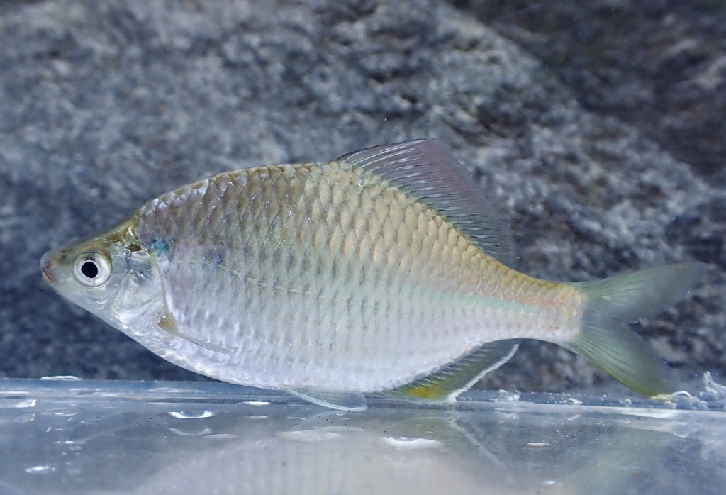 Giant Chinese Bitterling in November 2023 by Tse Chung Yi · iNaturalist