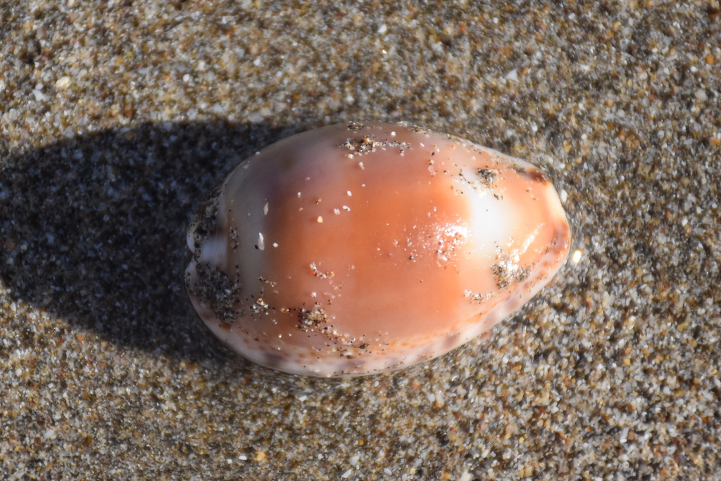Erronea vredenburgi from Kuta Beach (Bali), Indonesia on August 16, 2023 at 04:15 PM by GF ...