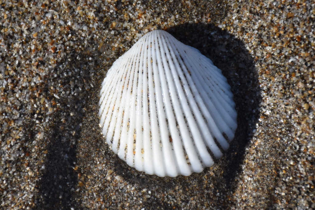 The Elongated Cockle from Kuta Beach (Bali), Indonesia on August 16 ...