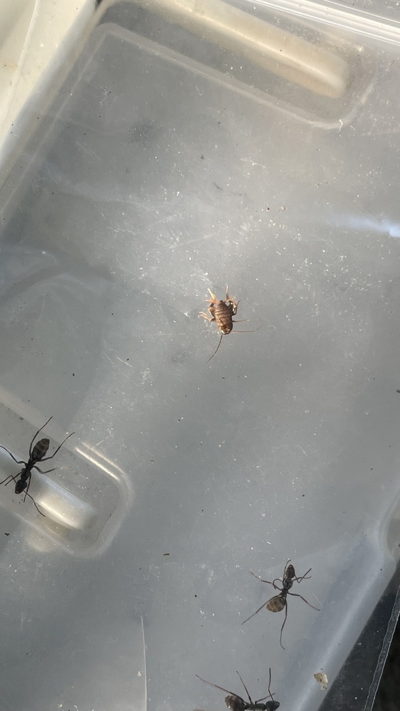 Myrmecophilus in November 2023 by eggseries · iNaturalist