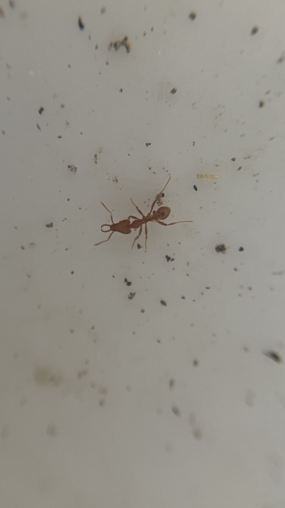 Lewis’ Pygmy Snapping Ant in November 2023 by tofuinsect. 顕微鏡に写っている個体と ...