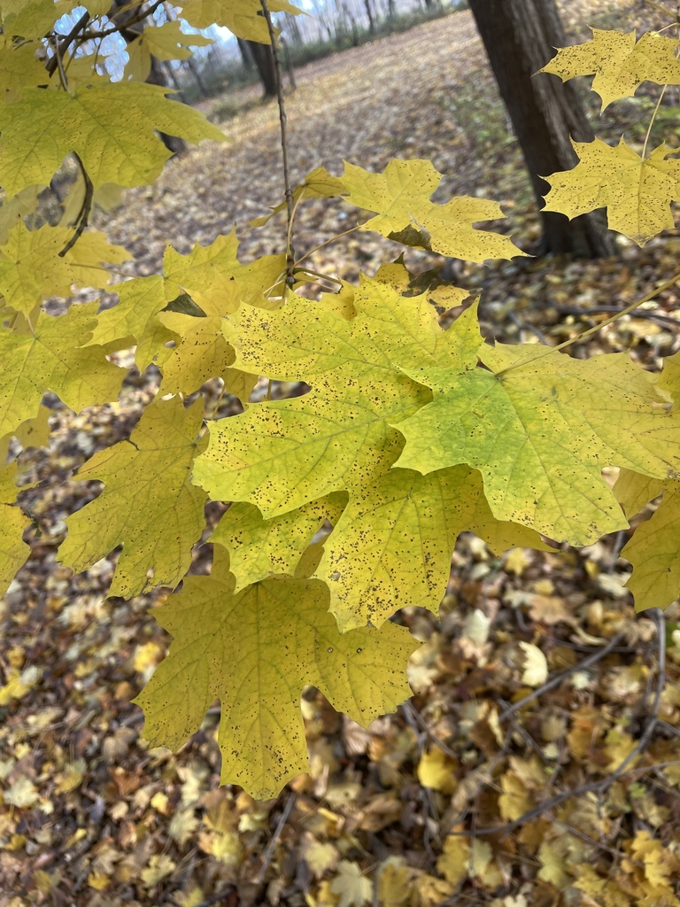 maples from Neshaminy State Park, Bensalem, PA, US on November 23, 2023 ...