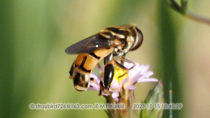 Rhinotropidia rostrata desde 中国北京市石景山区 el 15 de octubre de 2023 a las ...