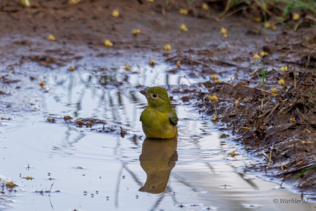 Painted Bunting from Colonos del Usumacinta, Emiliano Zapata, Tab ...