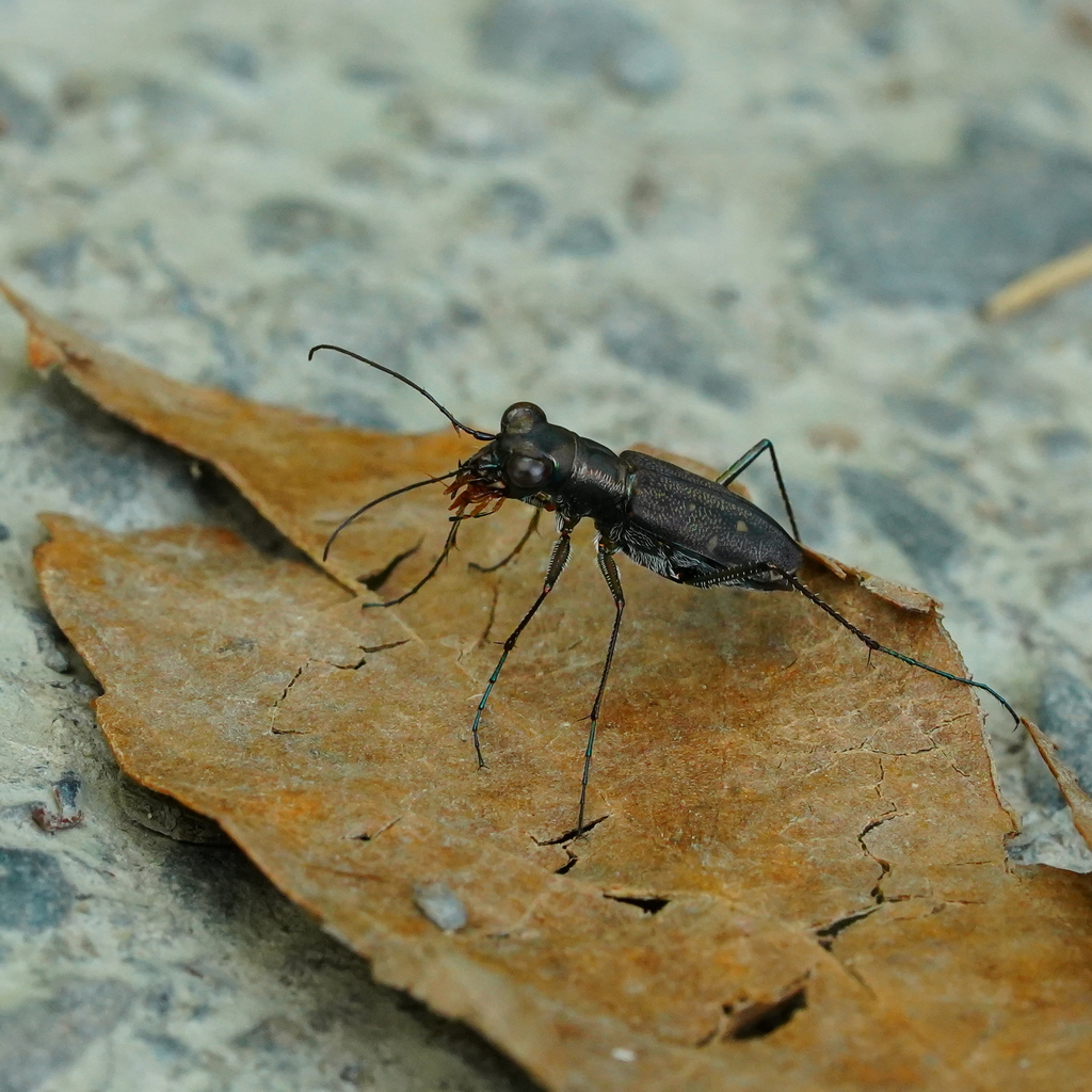 Rounded-thorax Tiger Beetles from 272台灣宜蘭縣南澳鄉 on August 21, 2023 at 03: ...