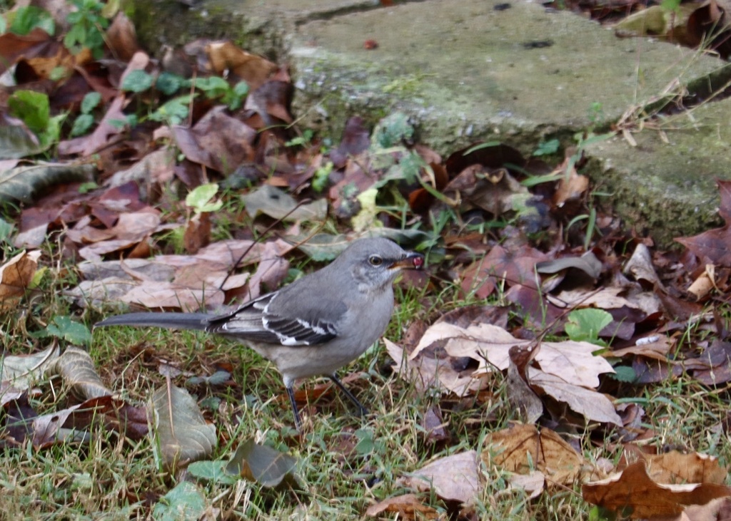 Northern Mockingbird from Solomon Ln, Johnson City, TN, US on November ...