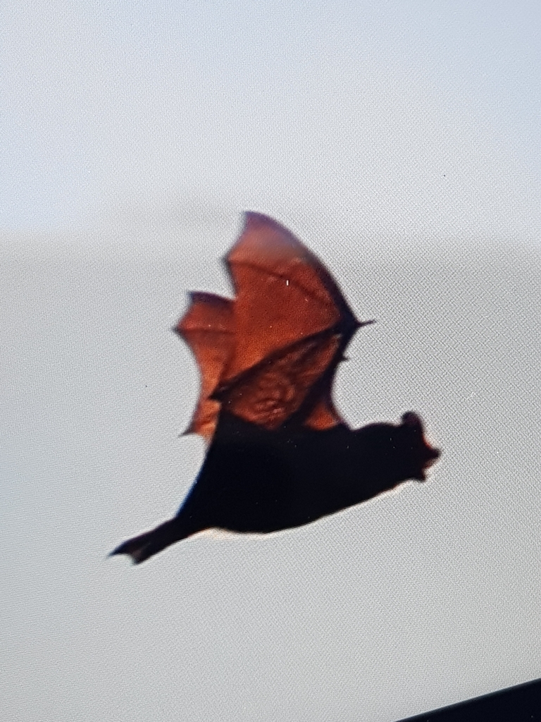 Azores Noctule in November 2023 by Charcos Companhia · iNaturalist