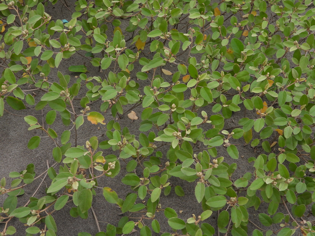 Beach Croton from Tecolutla, Ver., México on November 21, 2023 at 08:47 ...