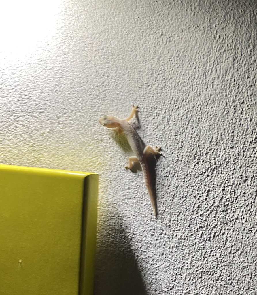 Tropical House Gecko from Aruba, Aruba, AW on November 22, 2023 at 08: ...