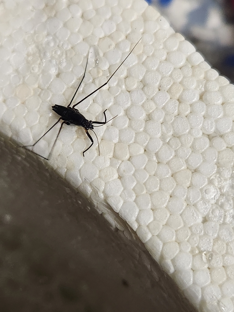 Neogerris hesione from College Park, Orlando, FL 32804, USA on November ...