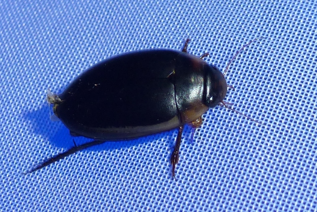 Hydaticus seminiger from Rohrbacher Teiche, Belgershain, Sachsen ...