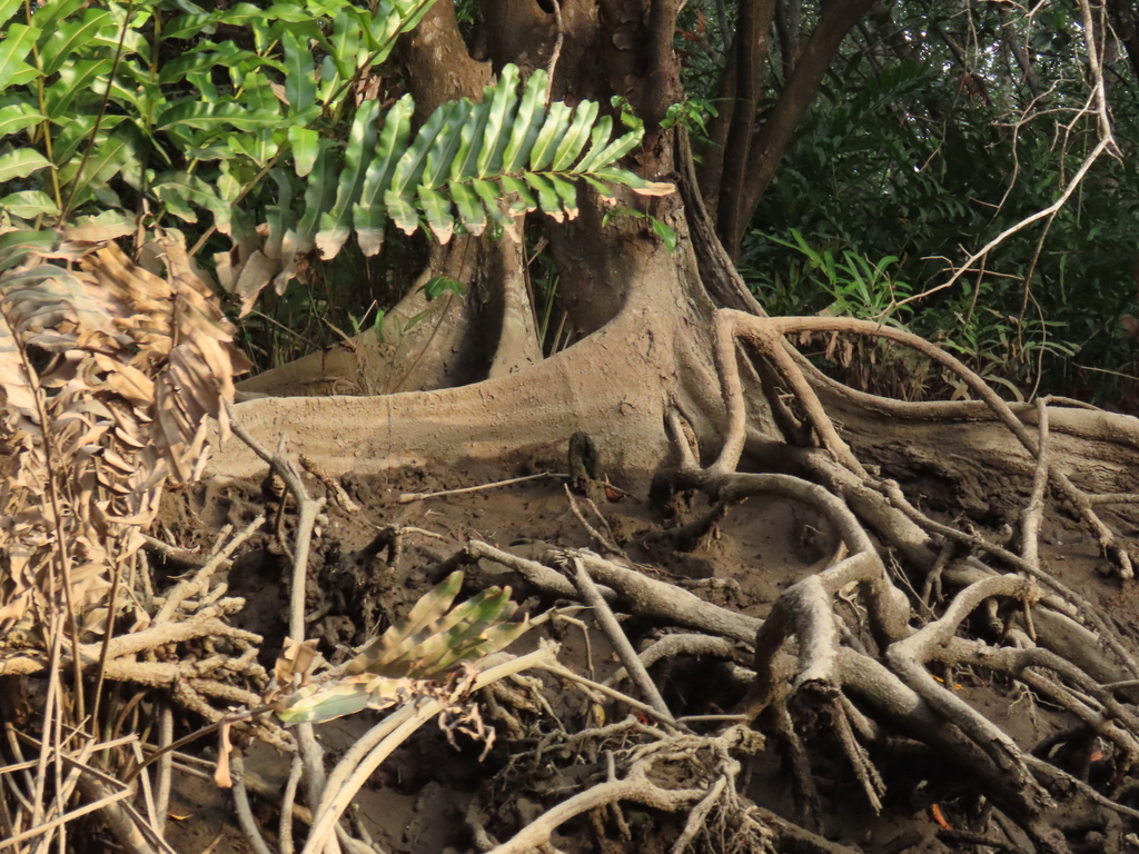 Mora oleifera in October 2023 by Mateo Hernandez Schmidt · iNaturalist