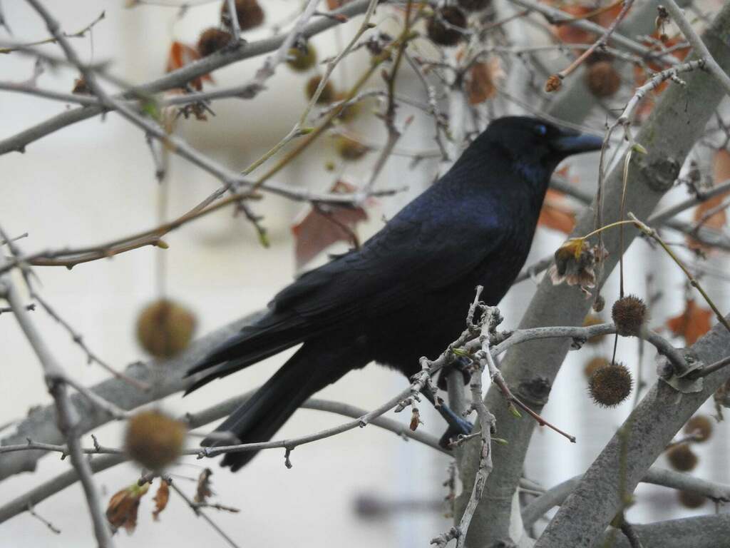 Carrion Crow from Tbilisi, Georgia on October 23, 2020 at 12:57 PM by ...
