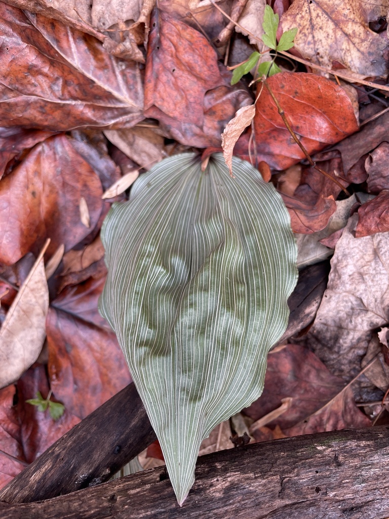 putty root from Nantahala National Forest, Sylva, NC, US on November 23 ...