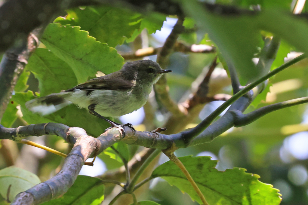 Gray Gerygone from Kinloch, New Zealand on November 9, 2023 at 01:52 PM ...