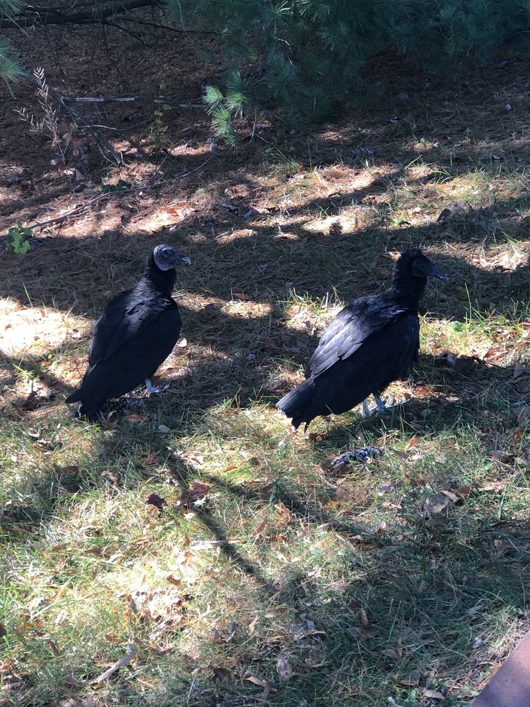 Black Vulture from Stonebridge View Dr, North Potomac, MD, US on ...