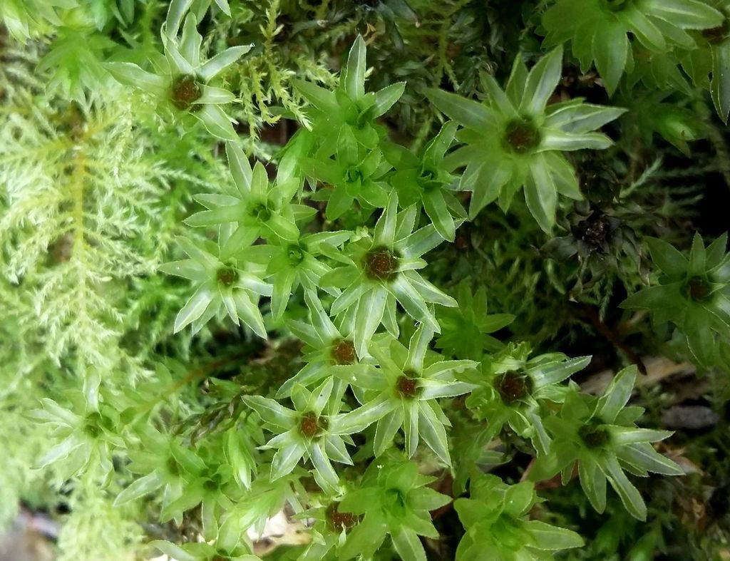 Horn Calcareous Moss (Mnium hornum) - Botanical Realm