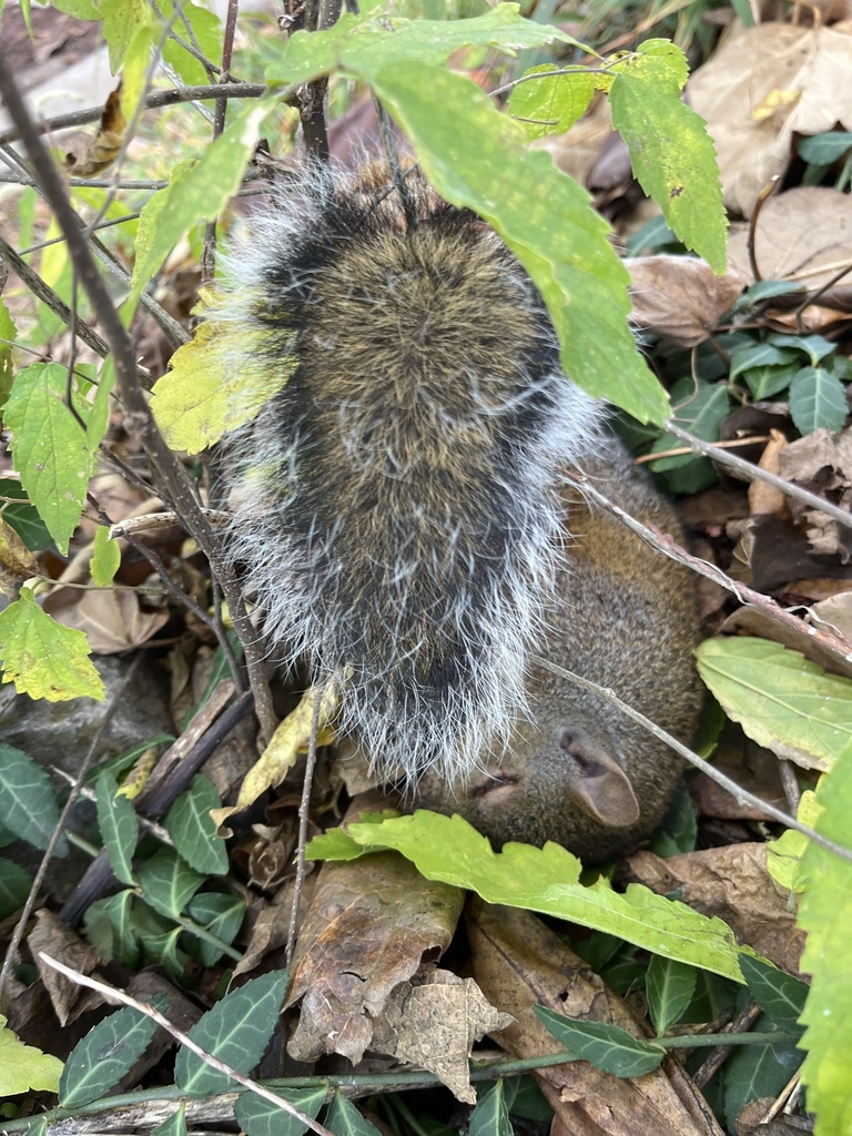Eastern Gray Squirrel from Scarritt Pl, Nashville, TN, US on November ...