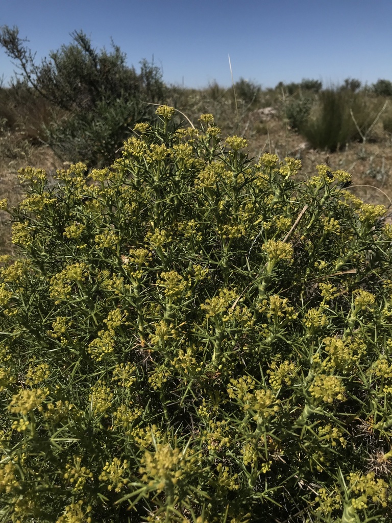 Azorella prolifera from Saavedra, Provincia de Buenos Aires, AR on ...