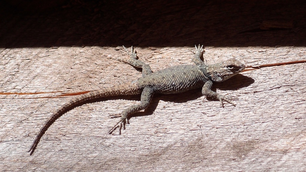 Yarrow's Spiny Lizard from Ajos Nuevos Station, Sierra de los Ajos ...