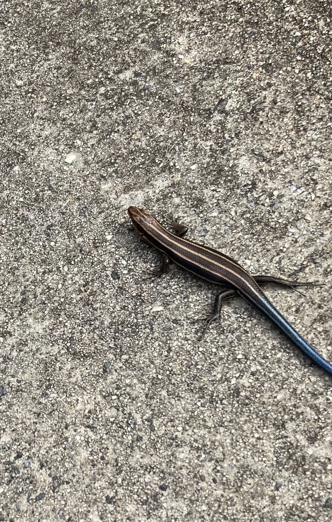 Common Five-lined Skink from Pisgah National Forest, Candler, NC, US on ...