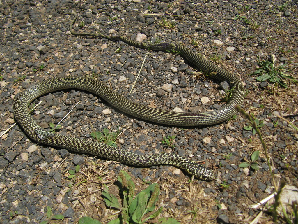 Green Whip Snake from La Roque-Sainte-Marguerite, France on July 6 ...