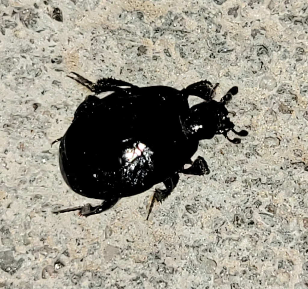 Saprinus in November 2023 by David Heckard. Tentative. Small ...