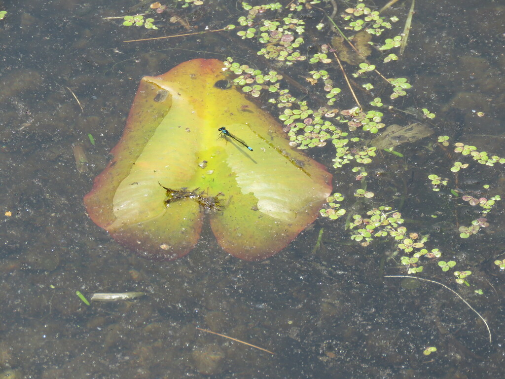 Skimming Bluet from Lake Hortonia, Vermont, USA on June 30, 2023 at 01: ...