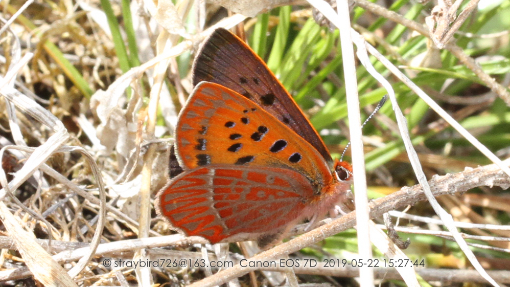 Lycaena pang from 大理白族自治州云龙县天池水库 邮政编码: 672700 on May 22, 2019 at 03:27 ...