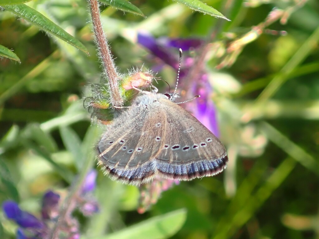 Silvery Blue in June 2023 by Angus Mossman. In weedy hayfield on Vicia ...