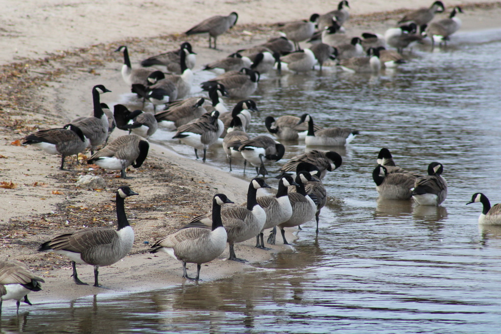 Canada Goose from E Lake St, Petoskey, MI, US on November 22, 2023 at ...