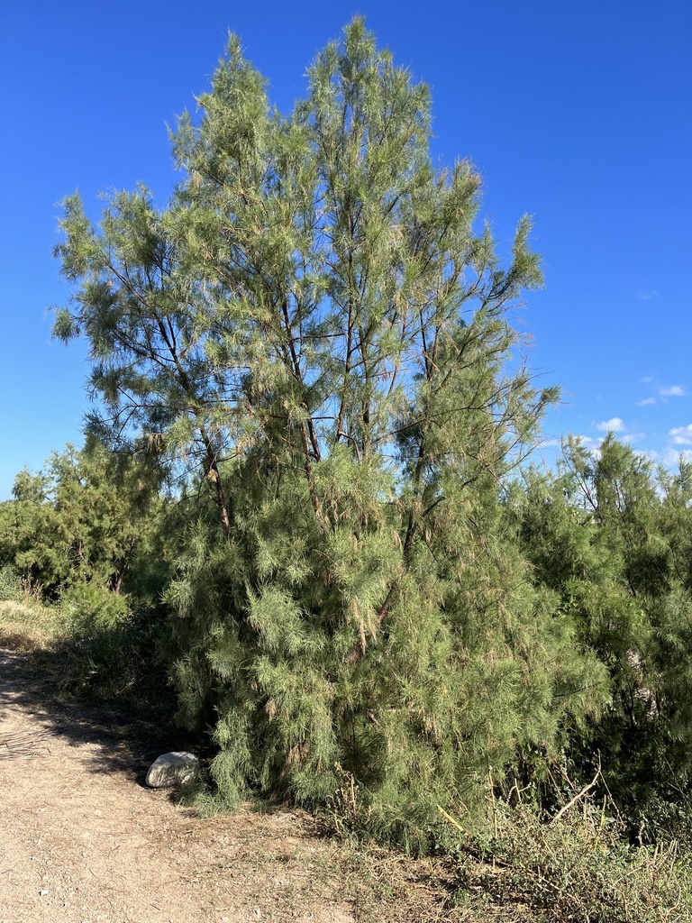 athel tamarisk from La Choya, Los Cabos, B.C.S., MX on November 23 ...