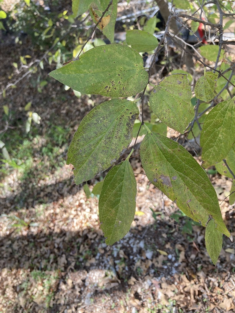 sugar hackberry from Oak Country Estate, Weatherford, TX, US on ...